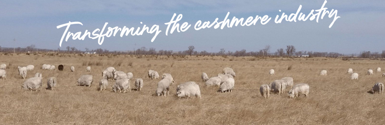 The List of Good Cashmere Standard Certified Spinning Mills - New Cloth ...