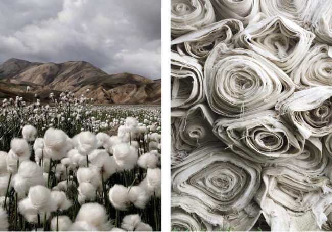 GM Cotton Effects on Biodiversity - New Cloth Market